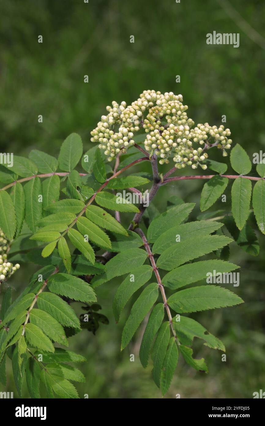 European mountain ash (Sorbus aucuparia Stock Photo - Alamy