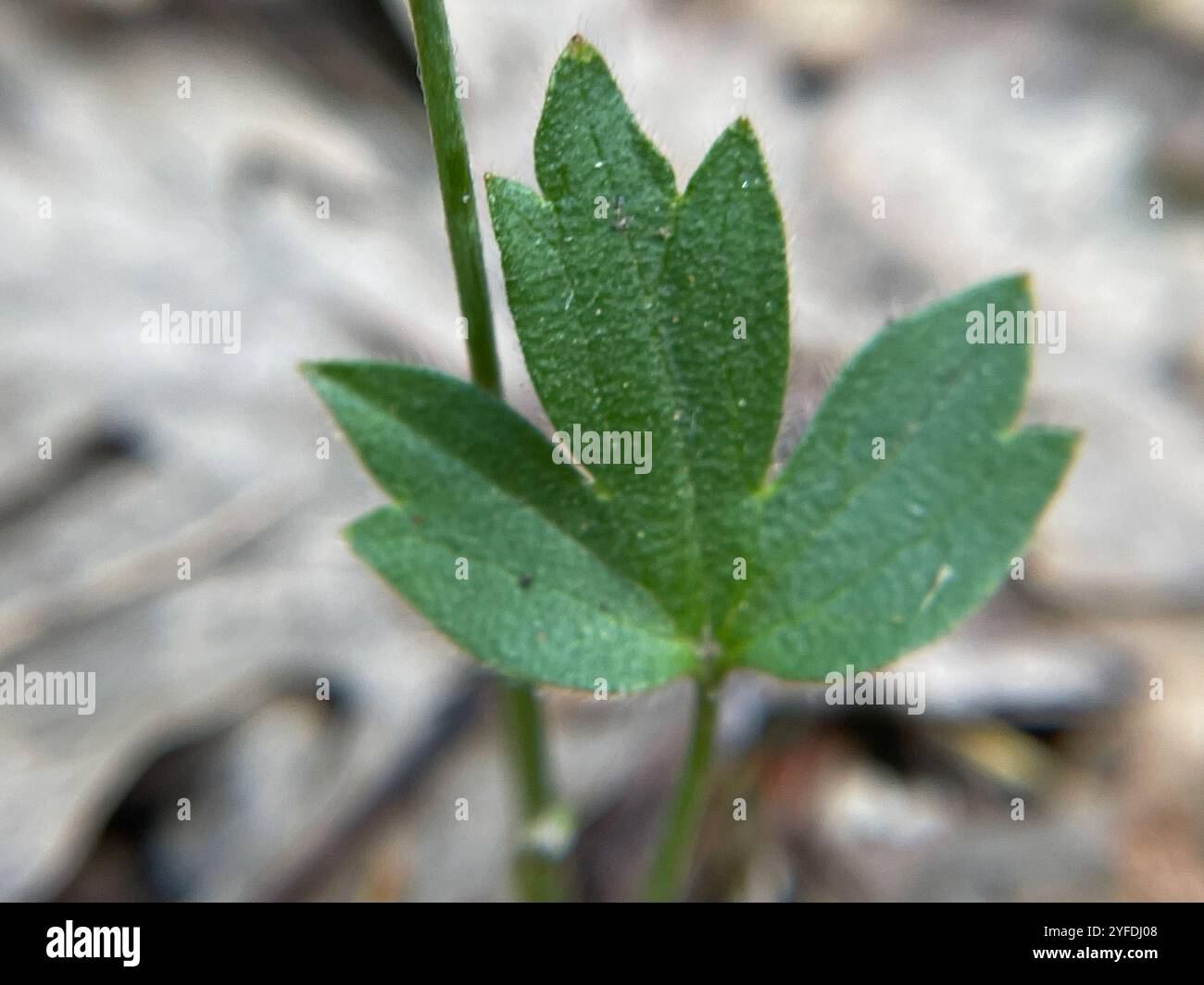California buttercup (Ranunculus californicus Stock Photo - Alamy