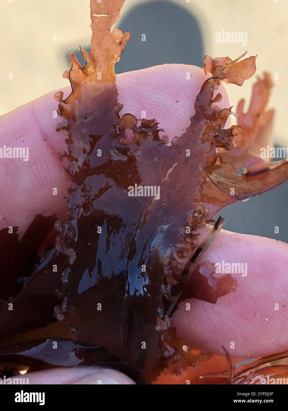 Cryptopleura ruprechtiana hi-res stock photography and images - Alamy
