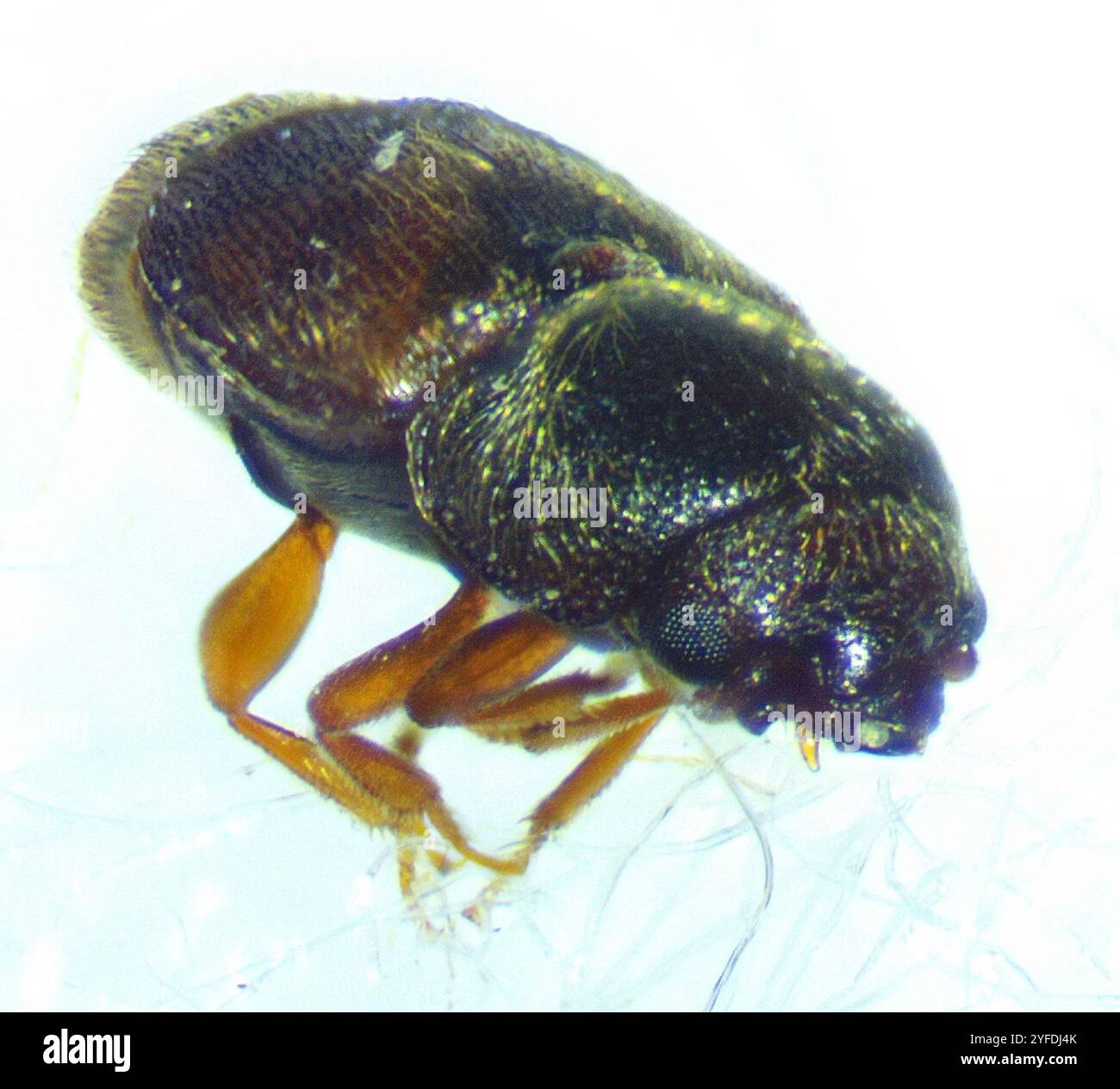 Corn Sap Beetle (Carpophilus dimidiatus Stock Photo - Alamy
