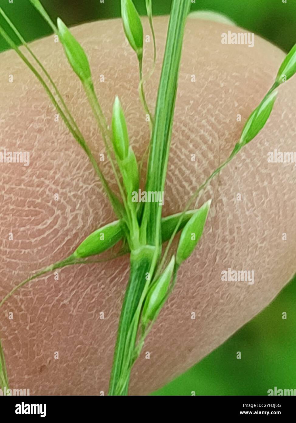 Wood Millet (Milium effusum Stock Photo - Alamy