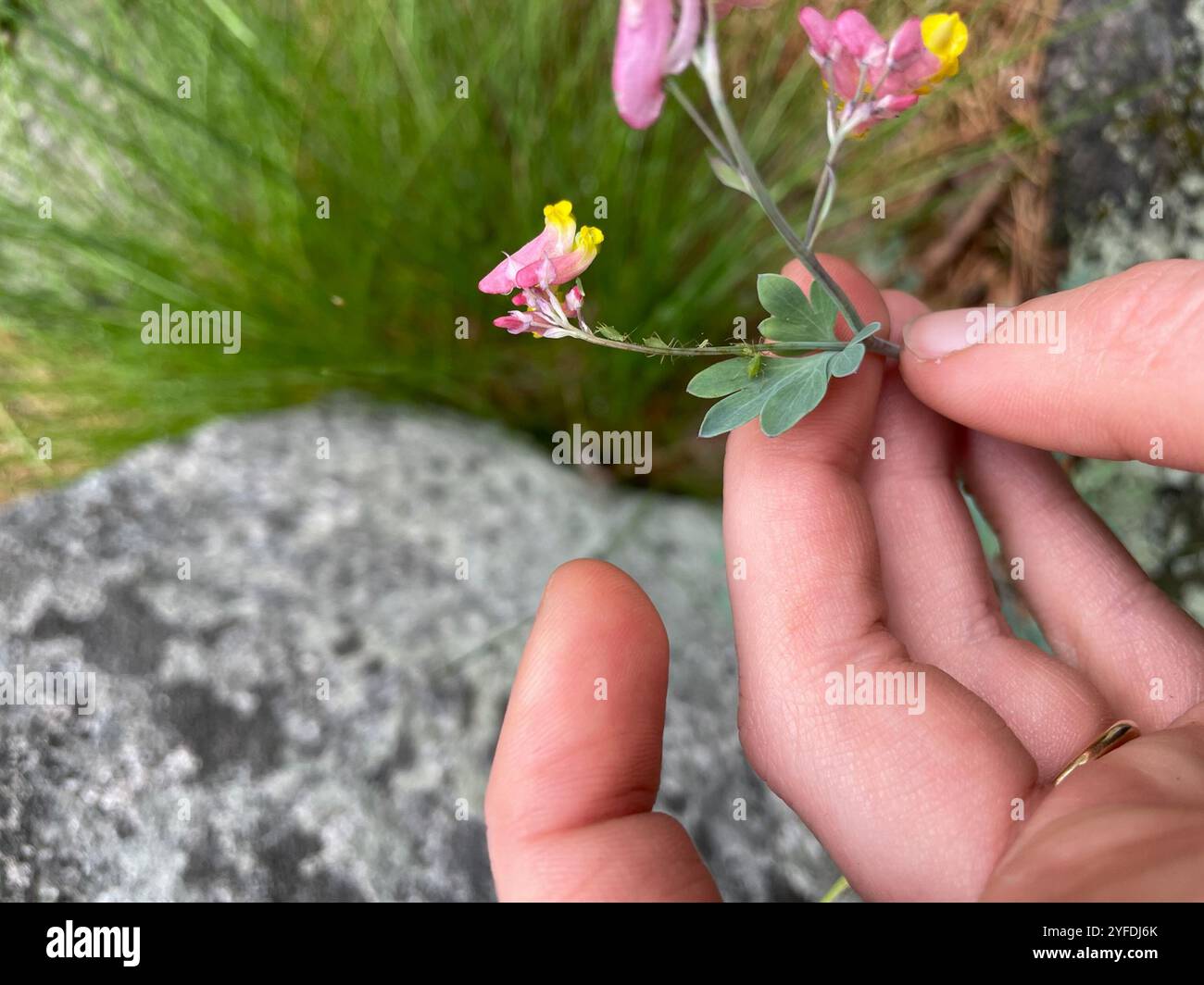 rock harlequin (Capnoides sempervirens Stock Photo - Alamy
