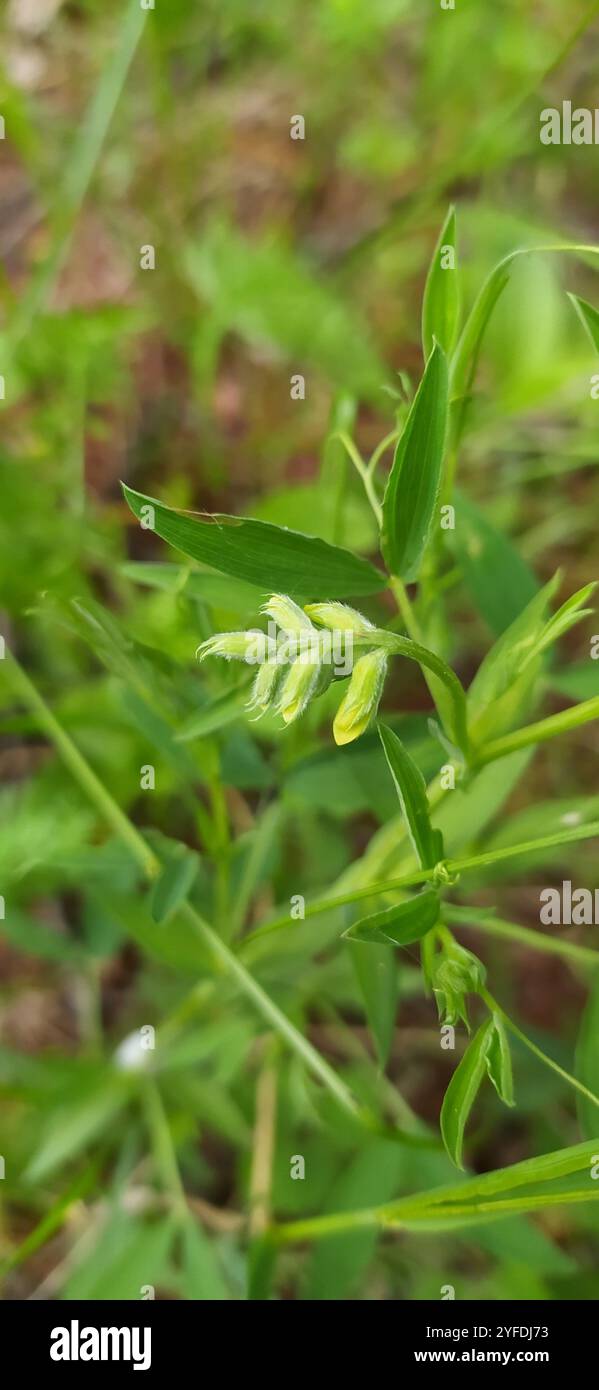 meadow pea (Lathyrus pratensis Stock Photo - Alamy