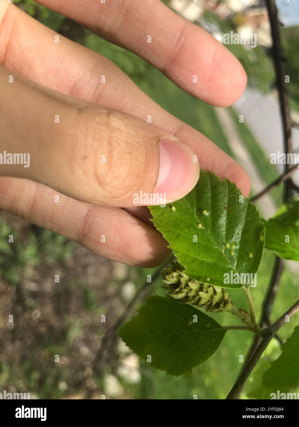 Gall and Rust Mites (Eriophyidae Stock Photo - Alamy