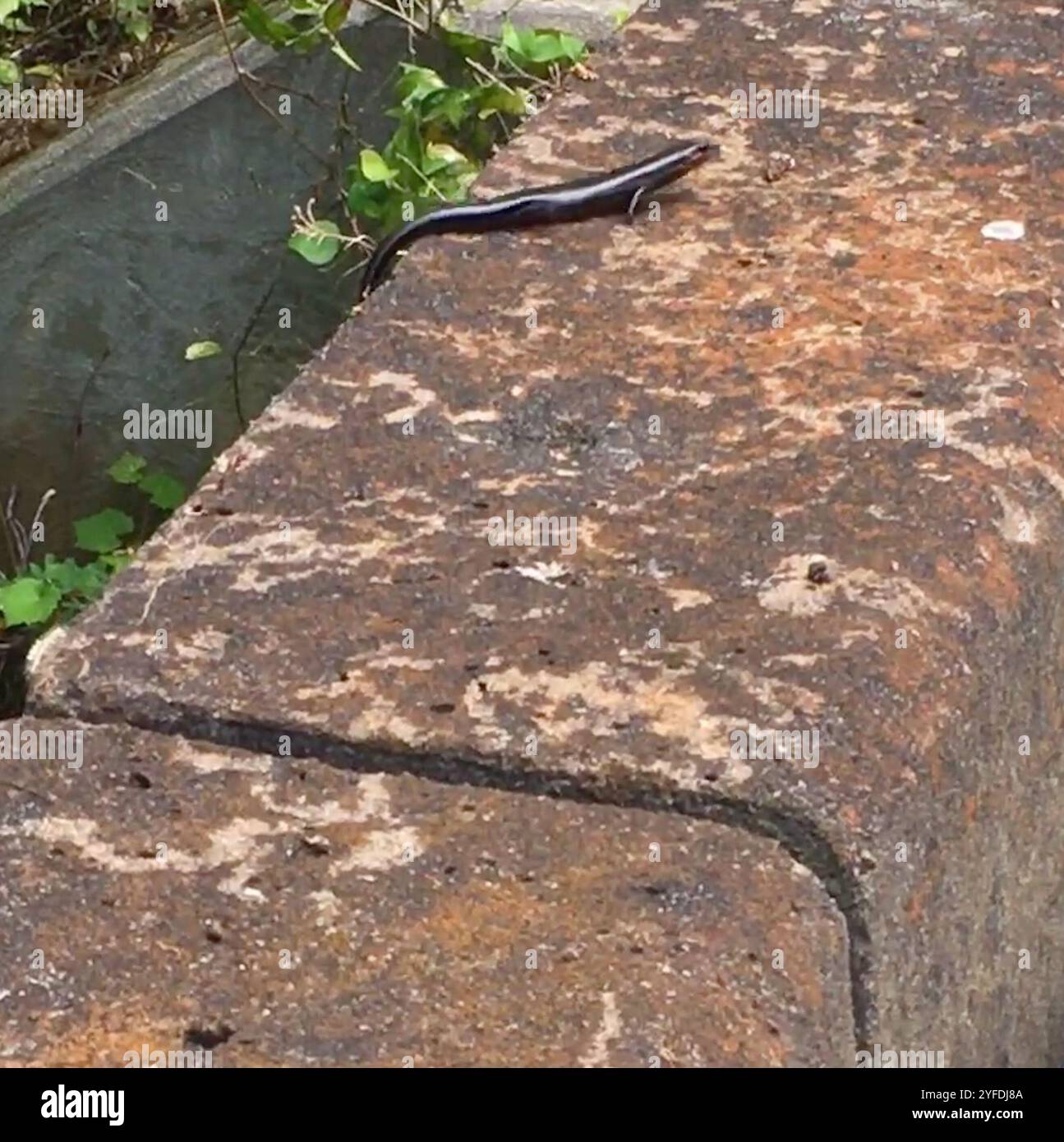 Common Five-lined Skink (Plestiodon fasciatus Stock Photo - Alamy