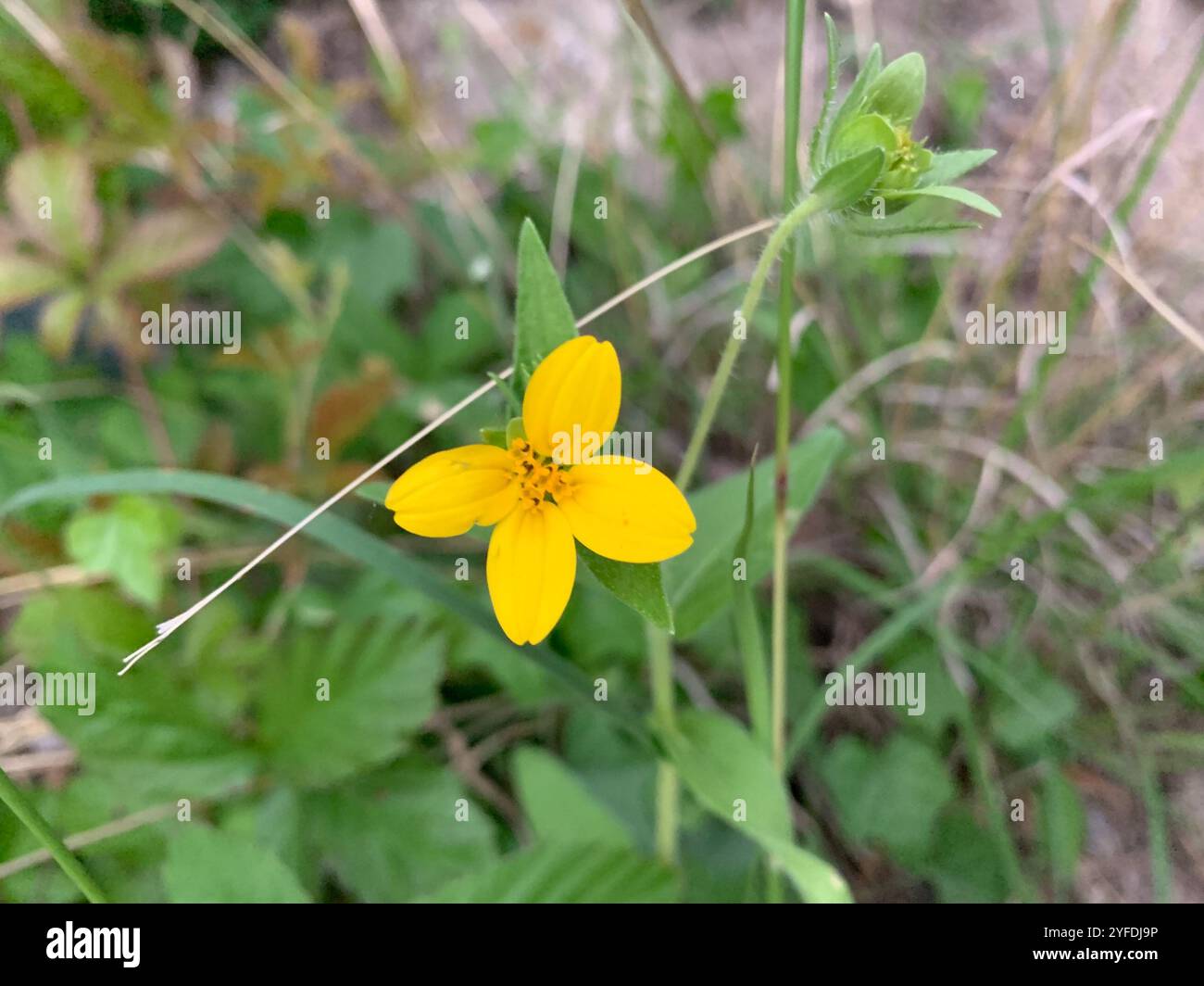 Texas yellow star (Lindheimera texana Stock Photo - Alamy