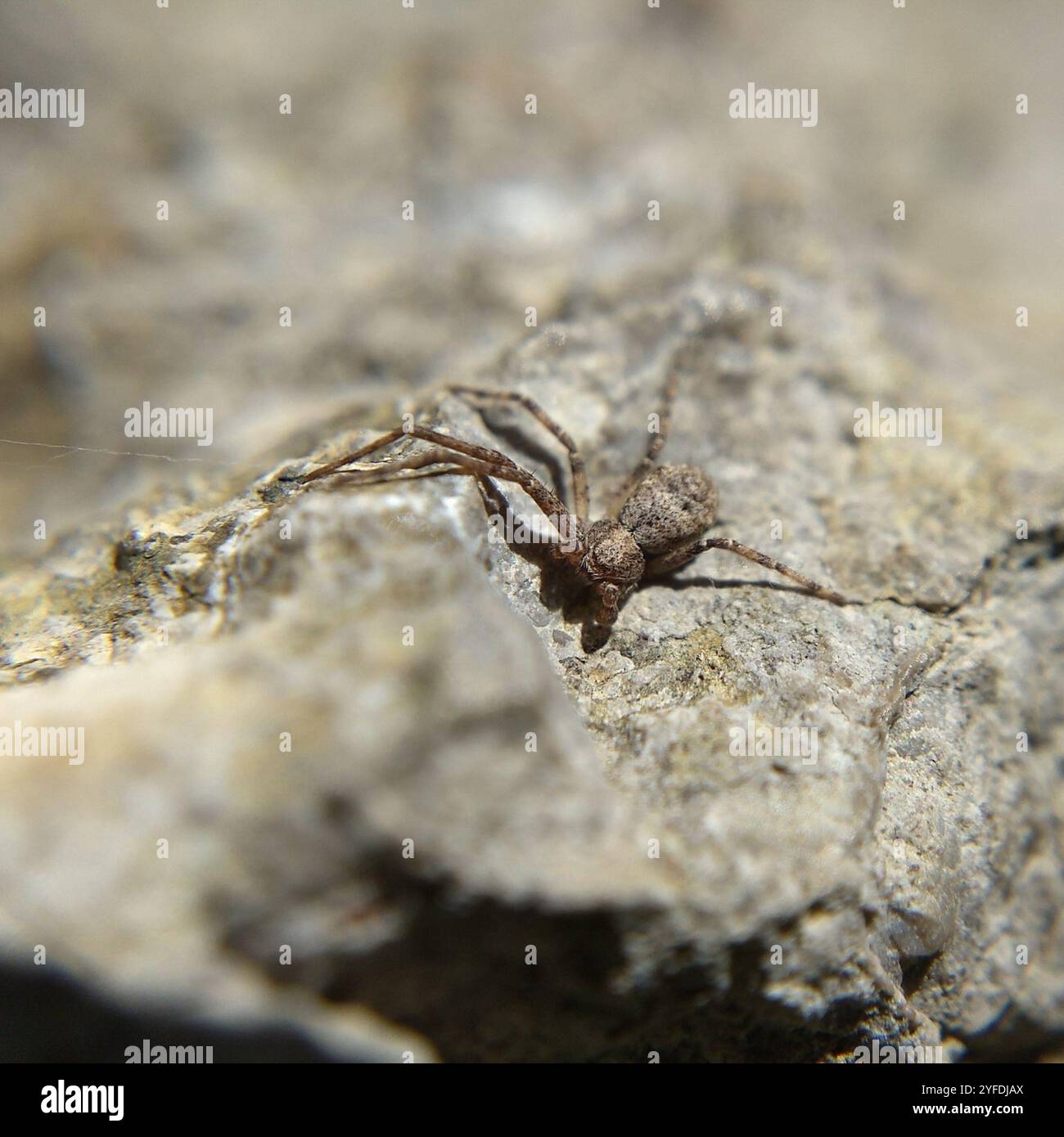Running Crab Spiders (Philodromus Stock Photo - Alamy