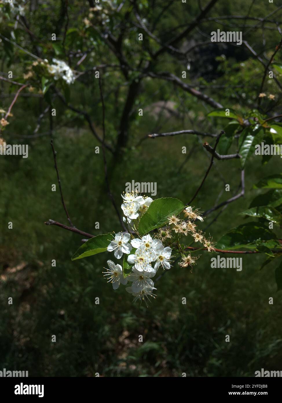 fire cherry (Prunus pensylvanica Stock Photo - Alamy