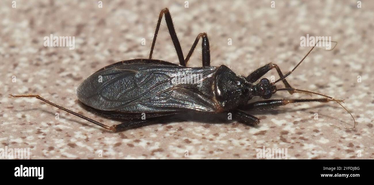 Masked Hunter (Reduvius personatus Stock Photo - Alamy