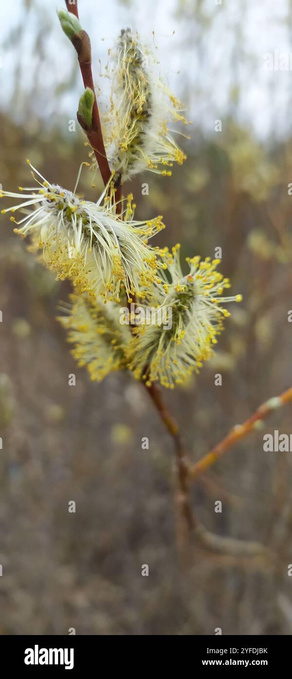 goat willow (Salix caprea Stock Photo - Alamy