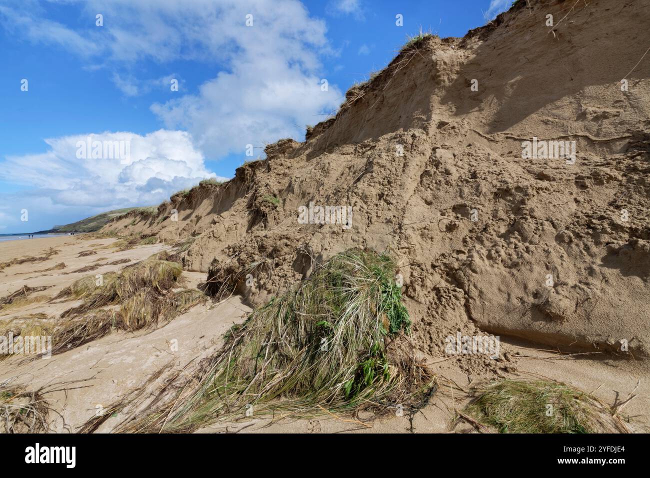 Sand dunes heavily eroded by winter storms and tidal surges, Daymer Bay ...