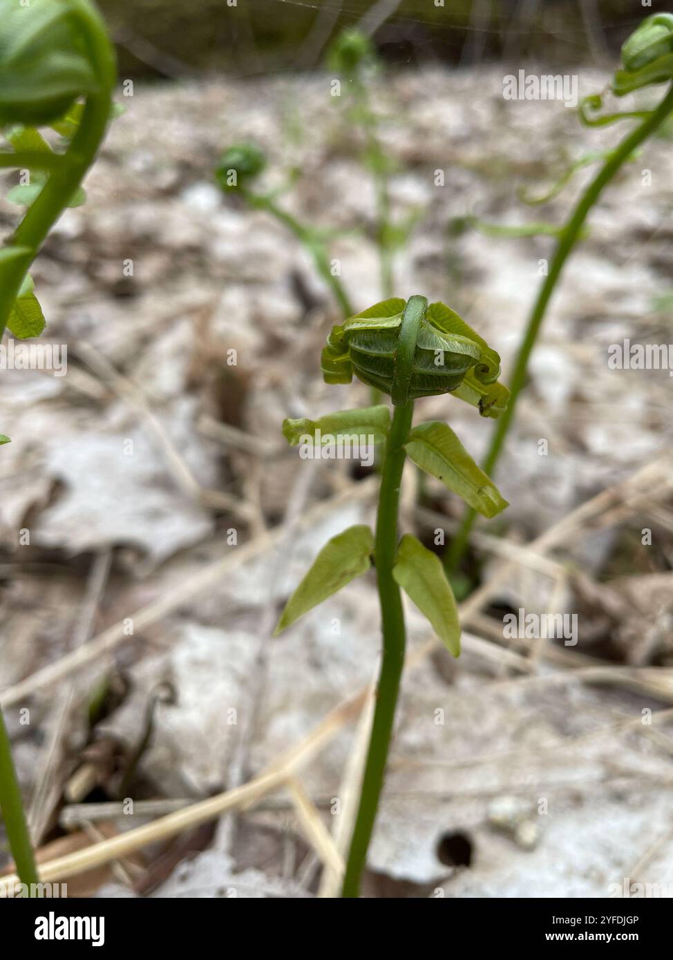 narrow-leaved glade fern (Homalosorus pycnocarpos Stock Photo - Alamy