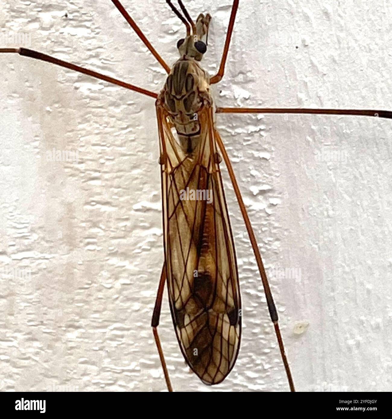 Large Crane Flies (Tipulidae Stock Photo - Alamy