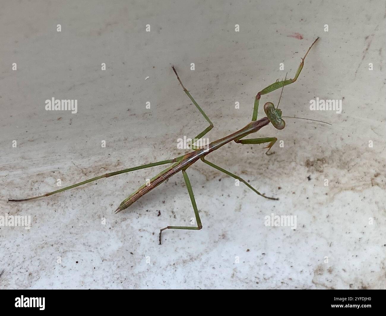 Archimantis hi-res stock photography and images - Alamy