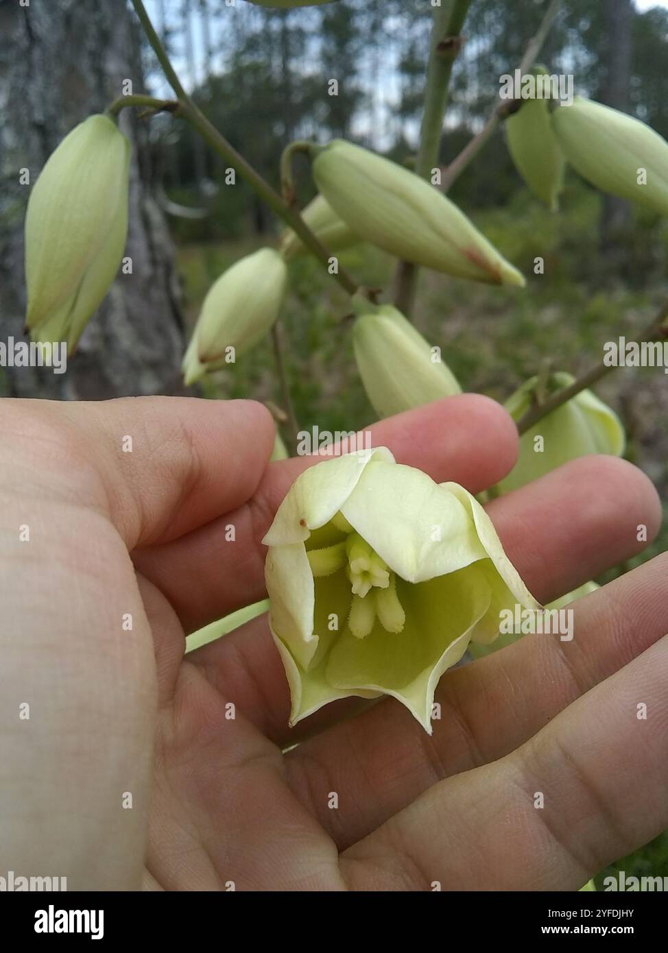 common yucca (Yucca filamentosa Stock Photo - Alamy