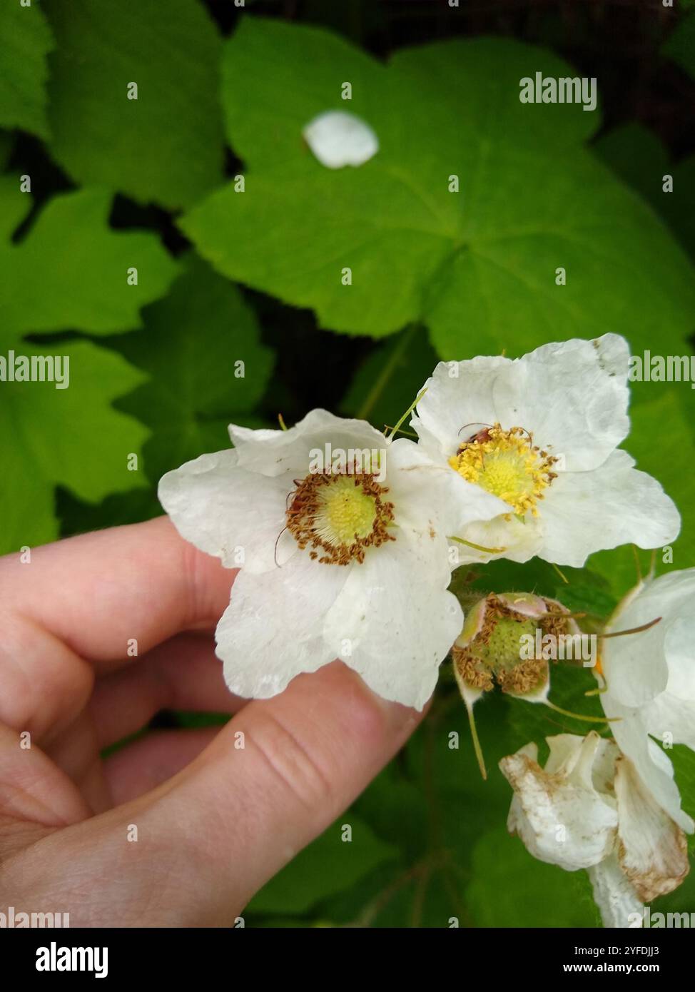 thimbleberry (Rubus parviflorus Stock Photo - Alamy