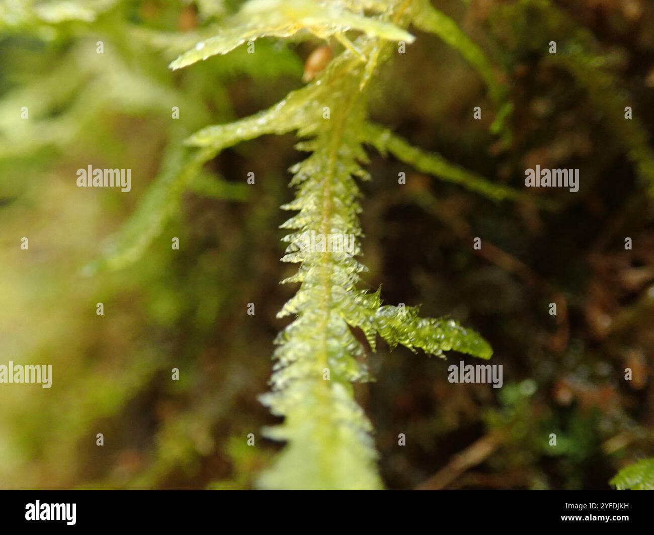 Douglas' Neckera Moss (Neckera douglasii Stock Photo - Alamy