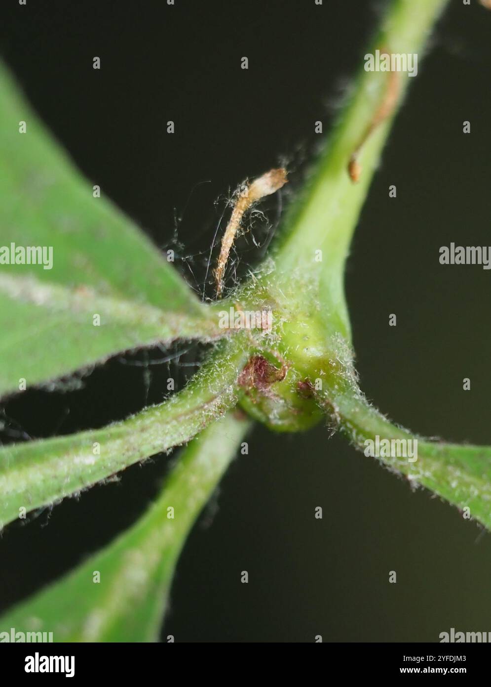 white oak club gall wasp (Callirhytis clavula Stock Photo - Alamy
