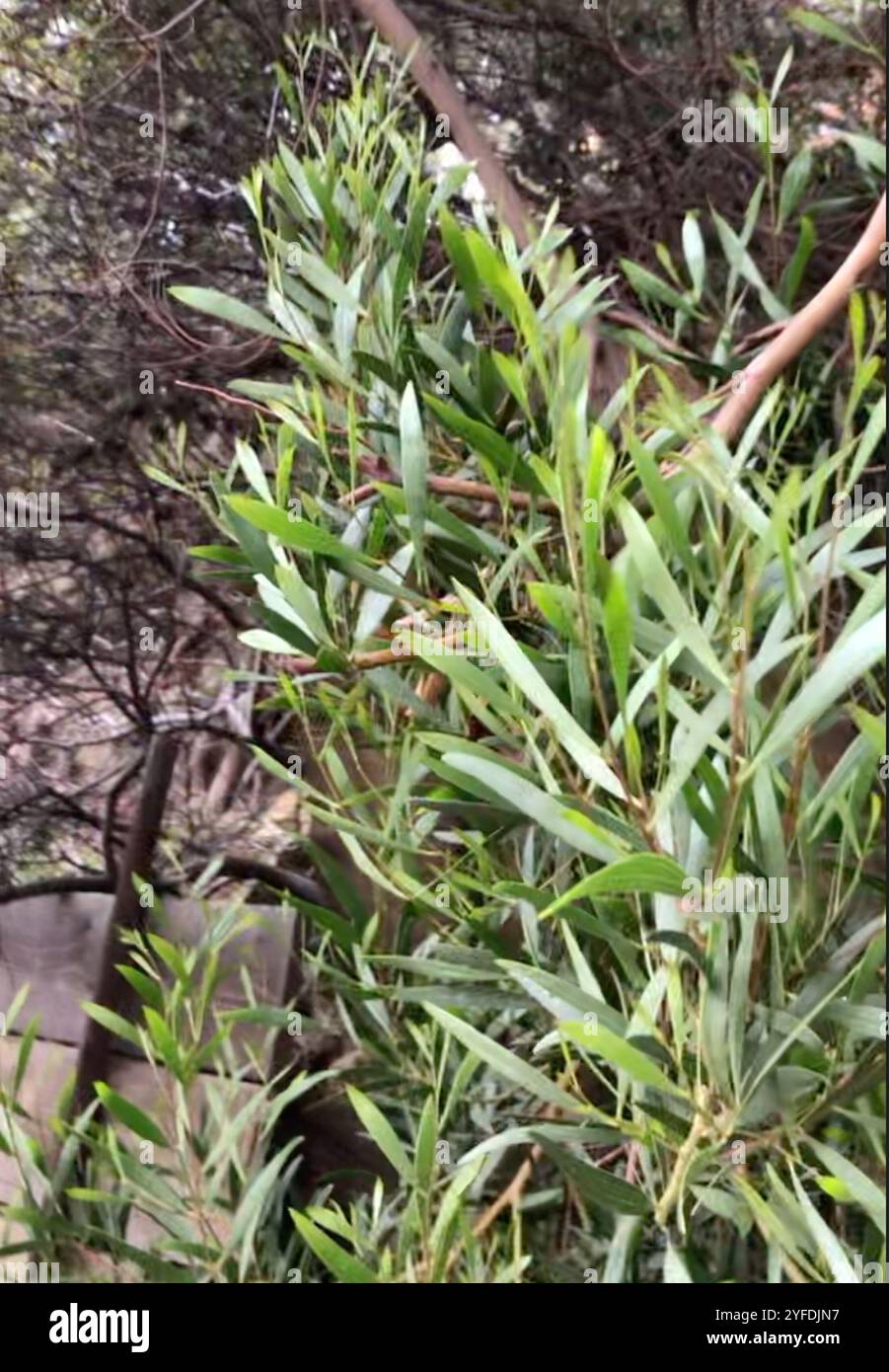 western coastal wattle (Acacia cyclops Stock Photo - Alamy