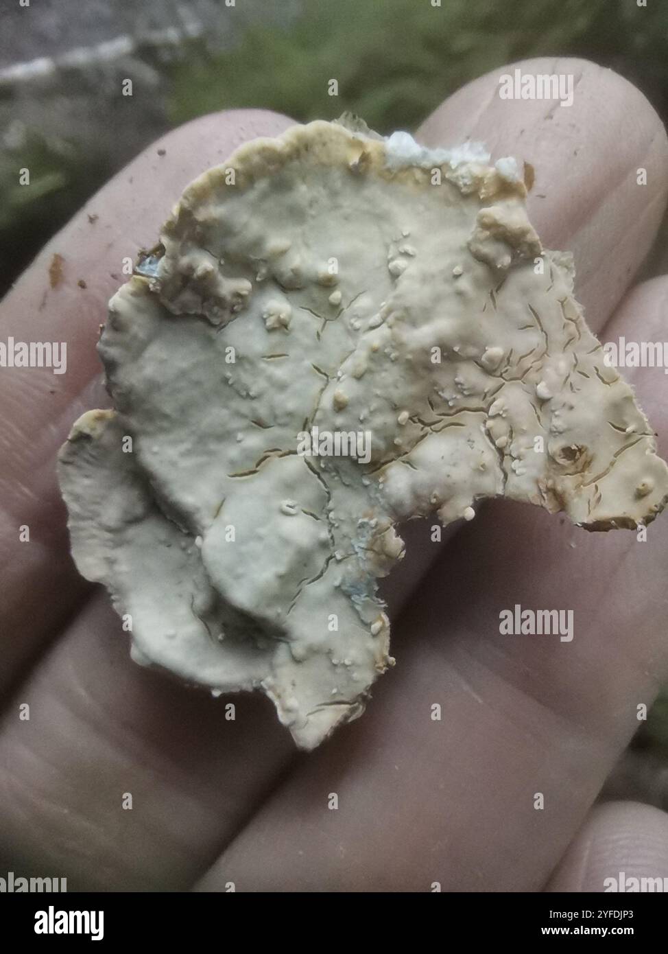 Milk-white Toothed Polypore (Irpex lacteus Stock Photo - Alamy