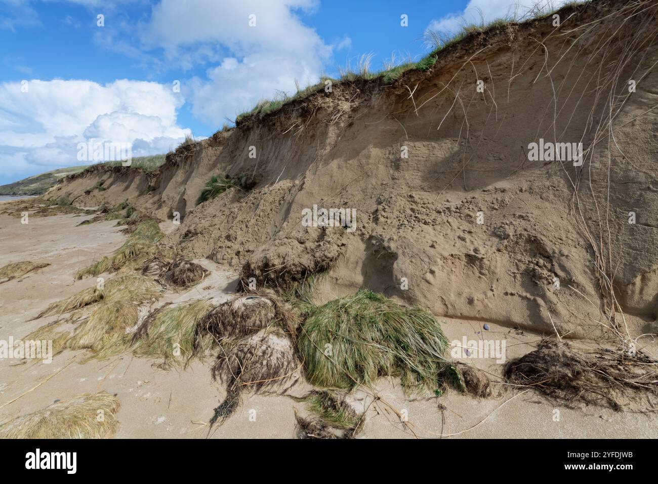 Sand dunes heavily eroded by winter storms and tidal surges, Daymer Bay ...