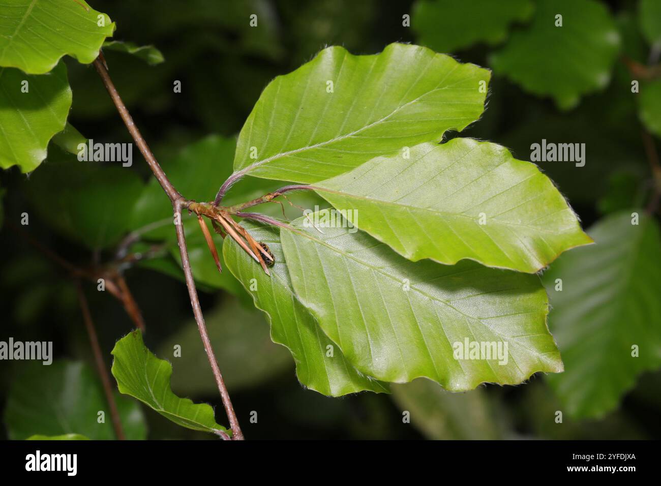 European beech (Fagus sylvatica Stock Photo - Alamy