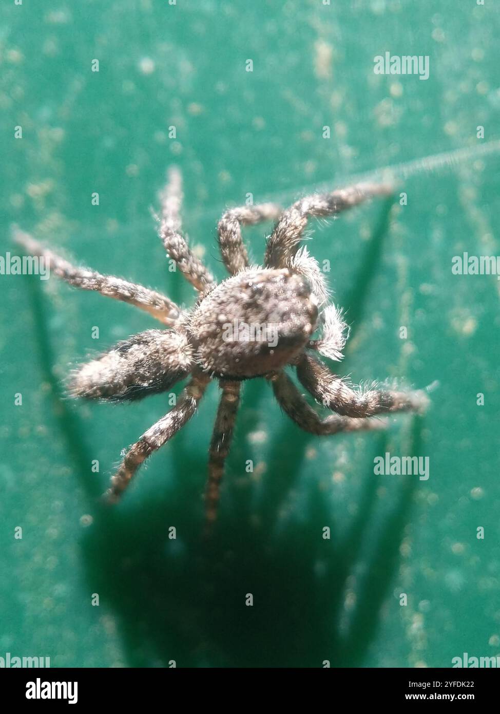 Tan Jumping Spider (Platycryptus undatus Stock Photo - Alamy