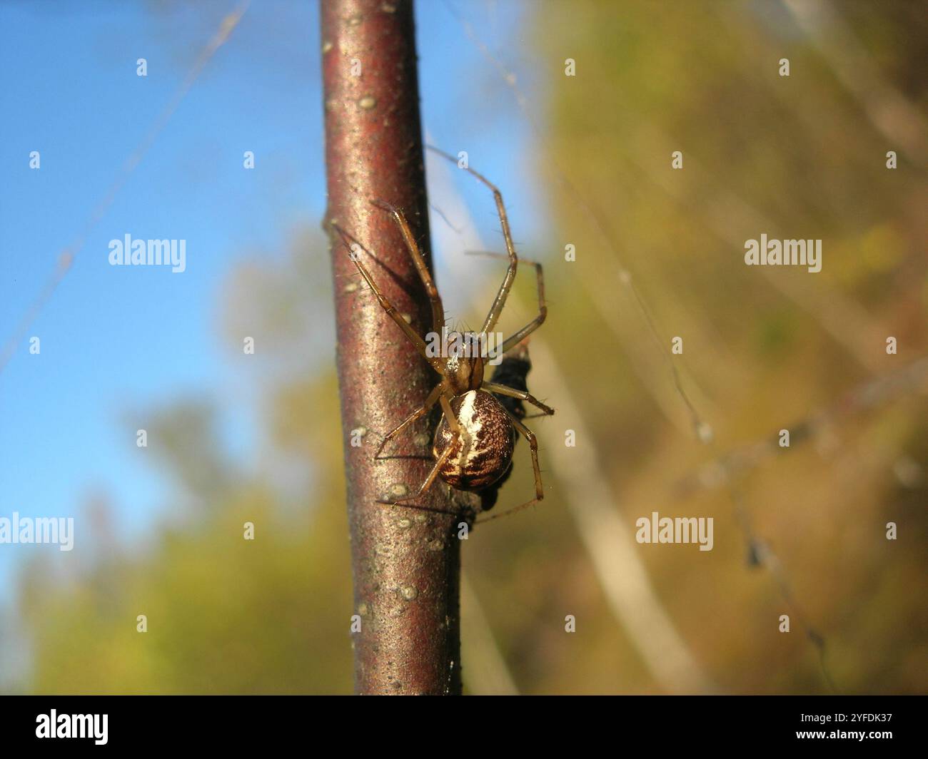 Common sheetweb spider (Linyphia triangularis Stock Photo - Alamy
