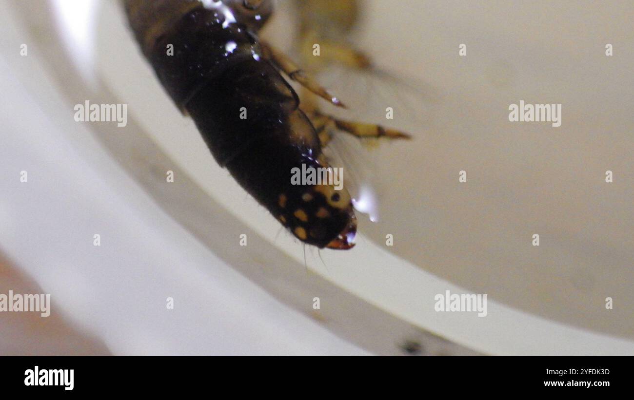 Hydropsyche hi-res stock photography and images - Alamy