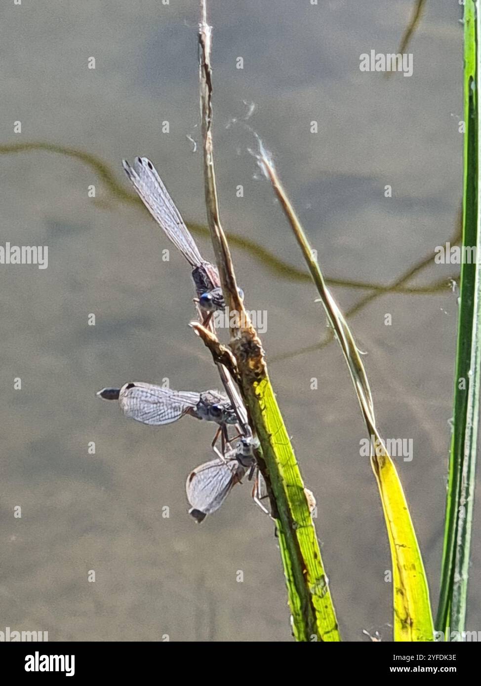 Sympecma paedisca hi-res stock photography and images - Alamy