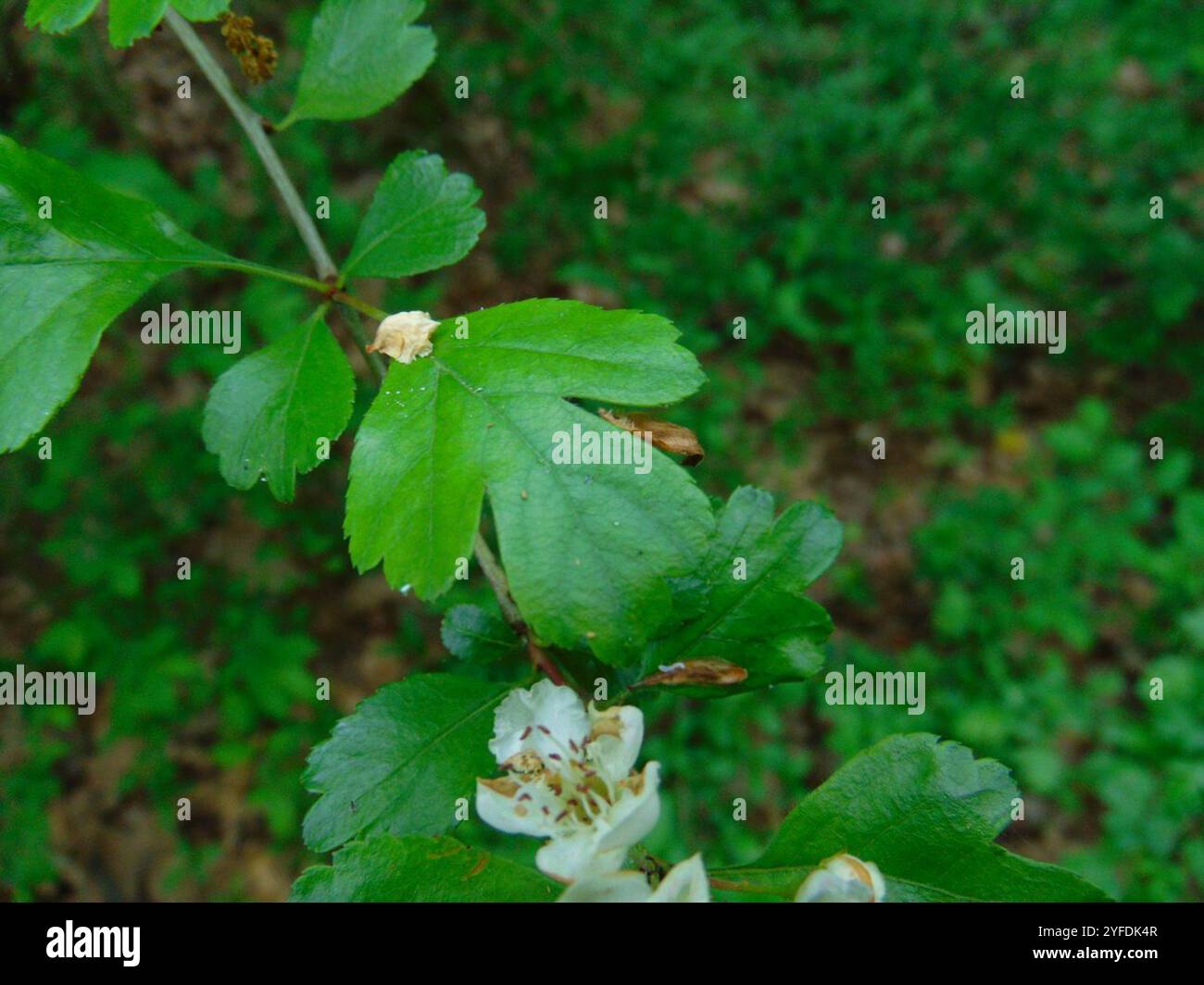 midland hawthorn (Crataegus laevigata Stock Photo - Alamy