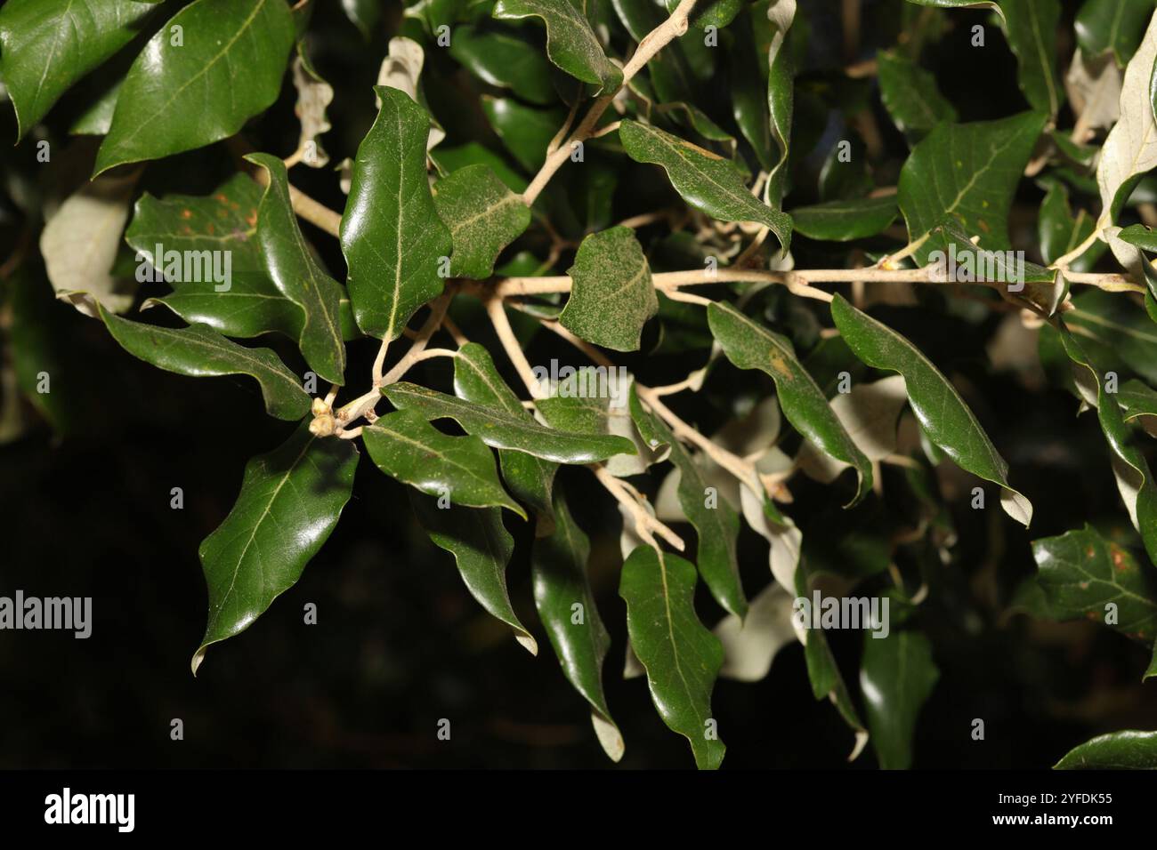 Holm oak (Quercus ilex Stock Photo - Alamy