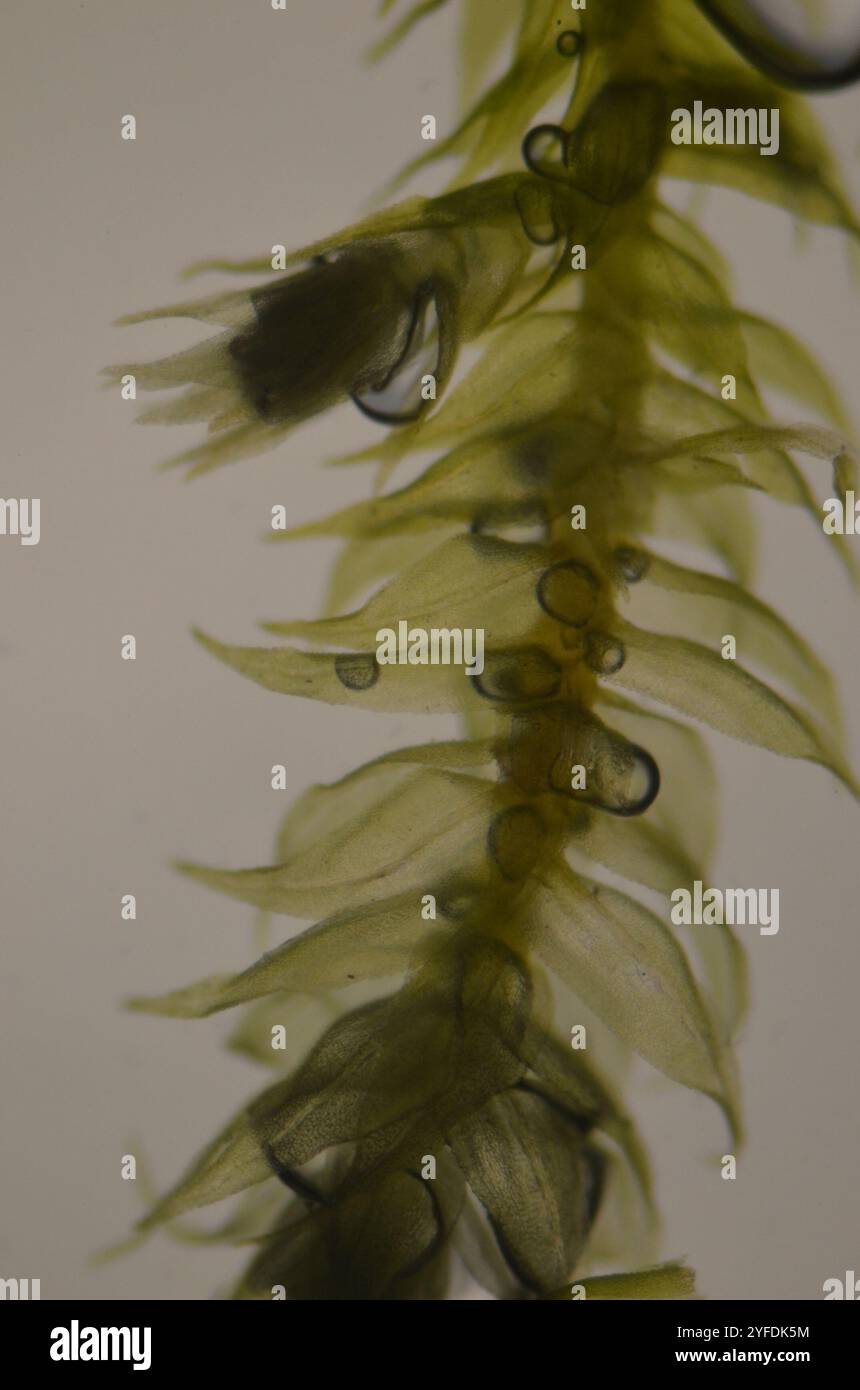 Whipple's claopodium moss (Claopodium whippleanum Stock Photo - Alamy