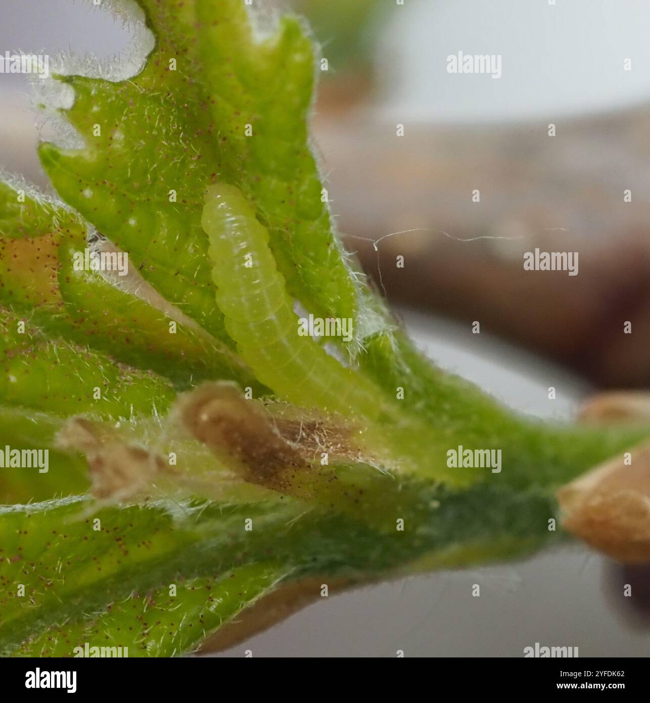 Spring Cankerworm Moth (Paleacrita vernata Stock Photo - Alamy