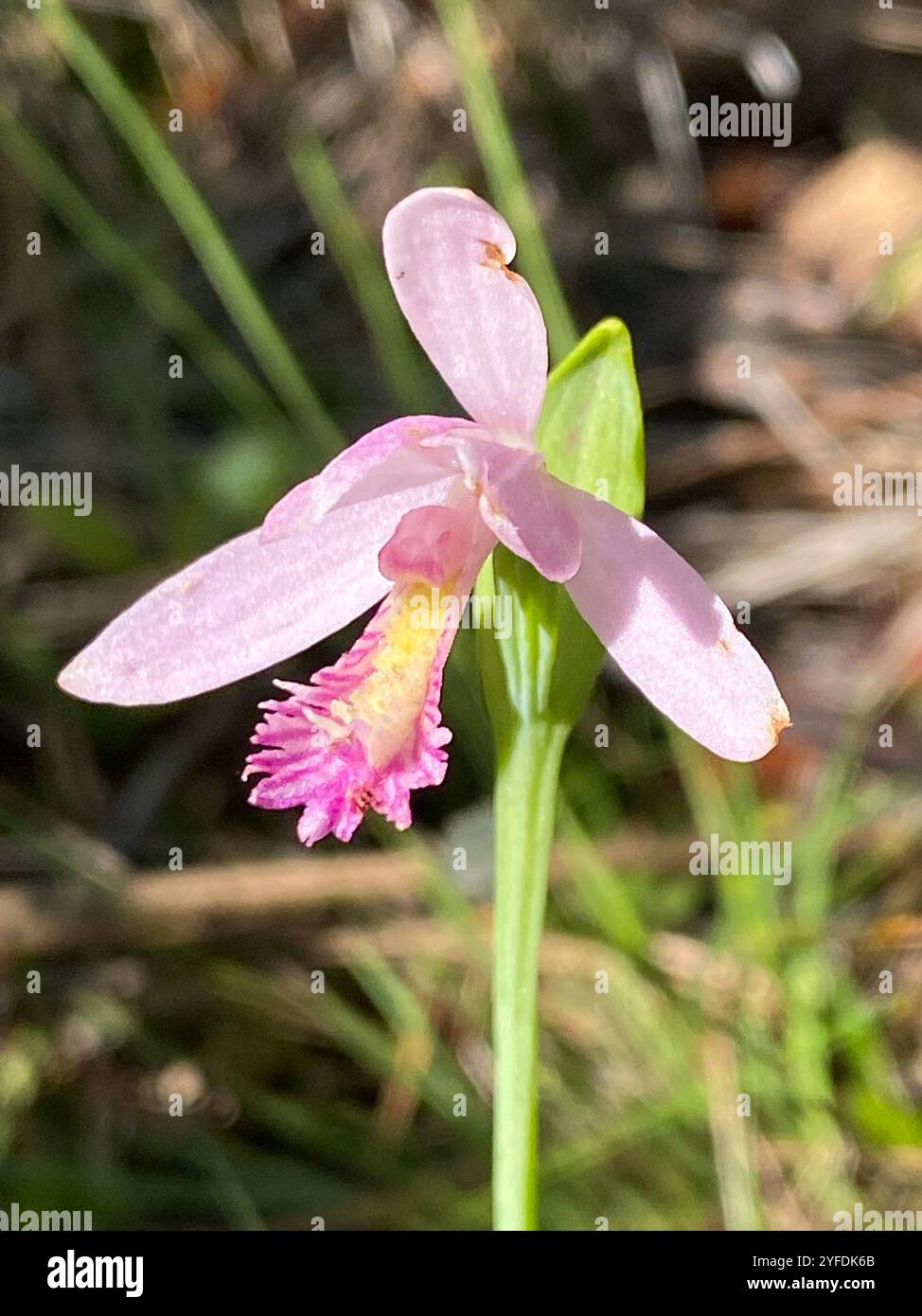 Rose Pogonia (Pogonia ophioglossoides Stock Photo - Alamy