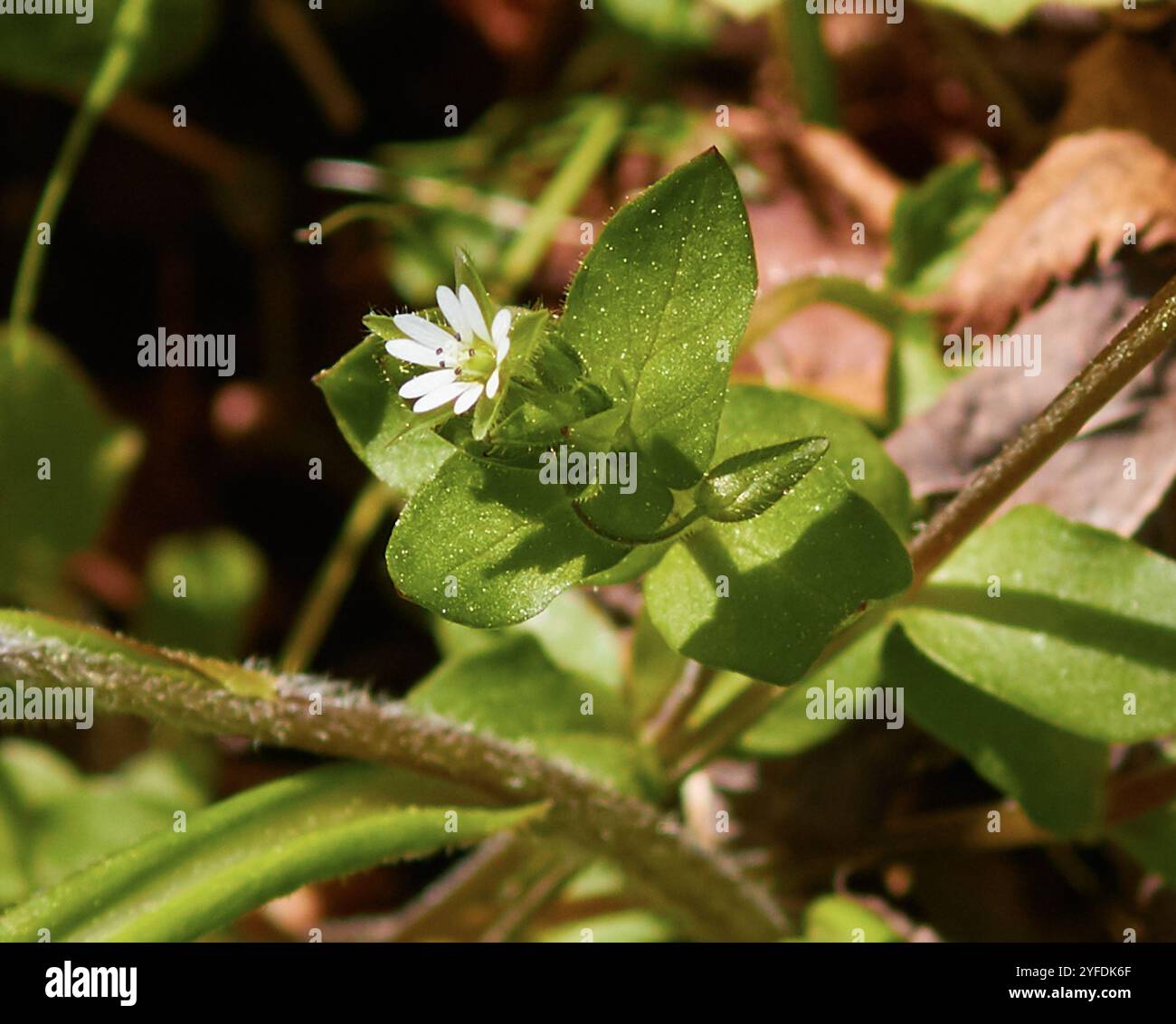 common chickweed (Stellaria media Stock Photo - Alamy