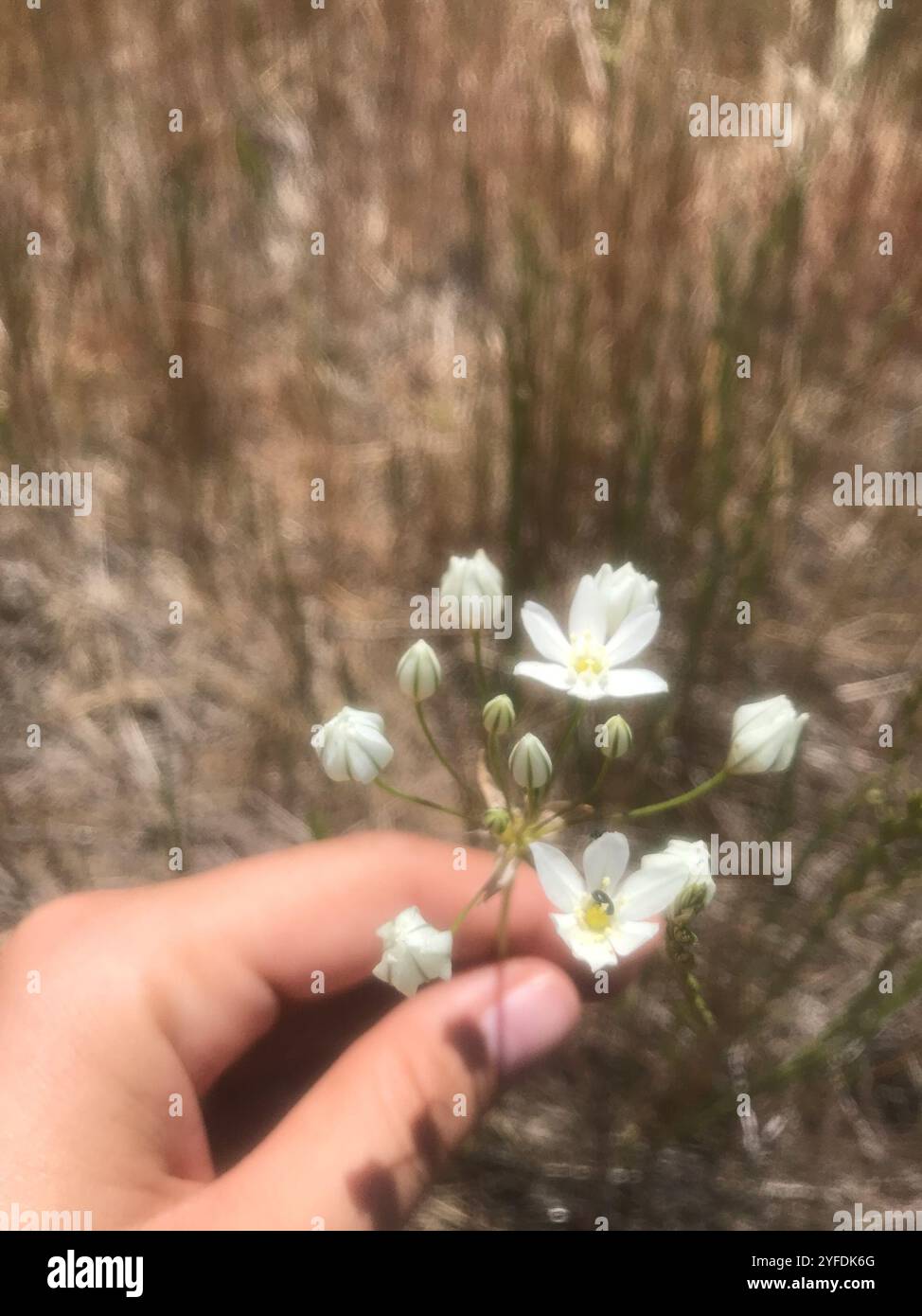 white brodiaea (Triteleia hyacinthina Stock Photo - Alamy