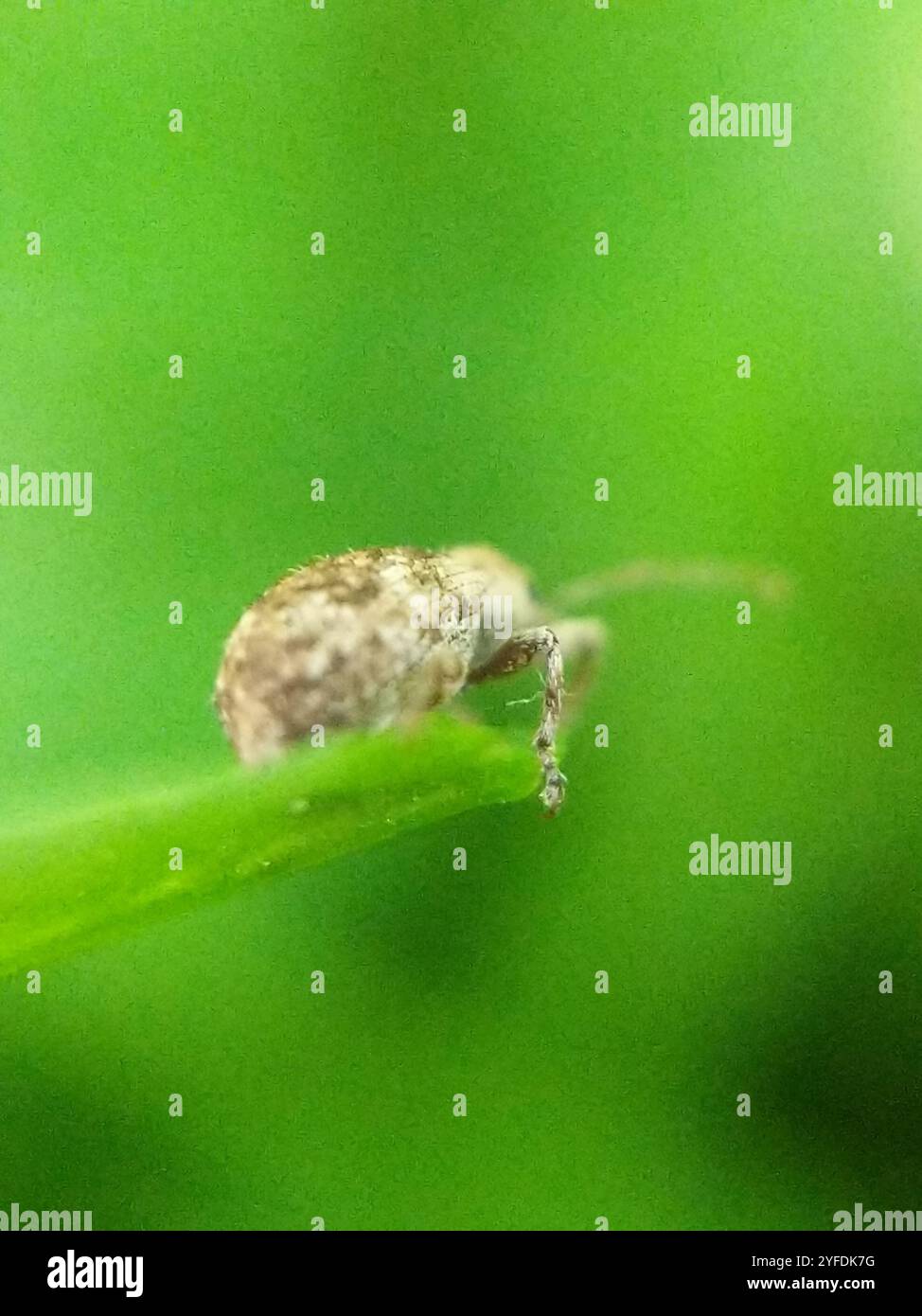 Peach Root Weevil (Pseudoedophrys hilleri Stock Photo - Alamy