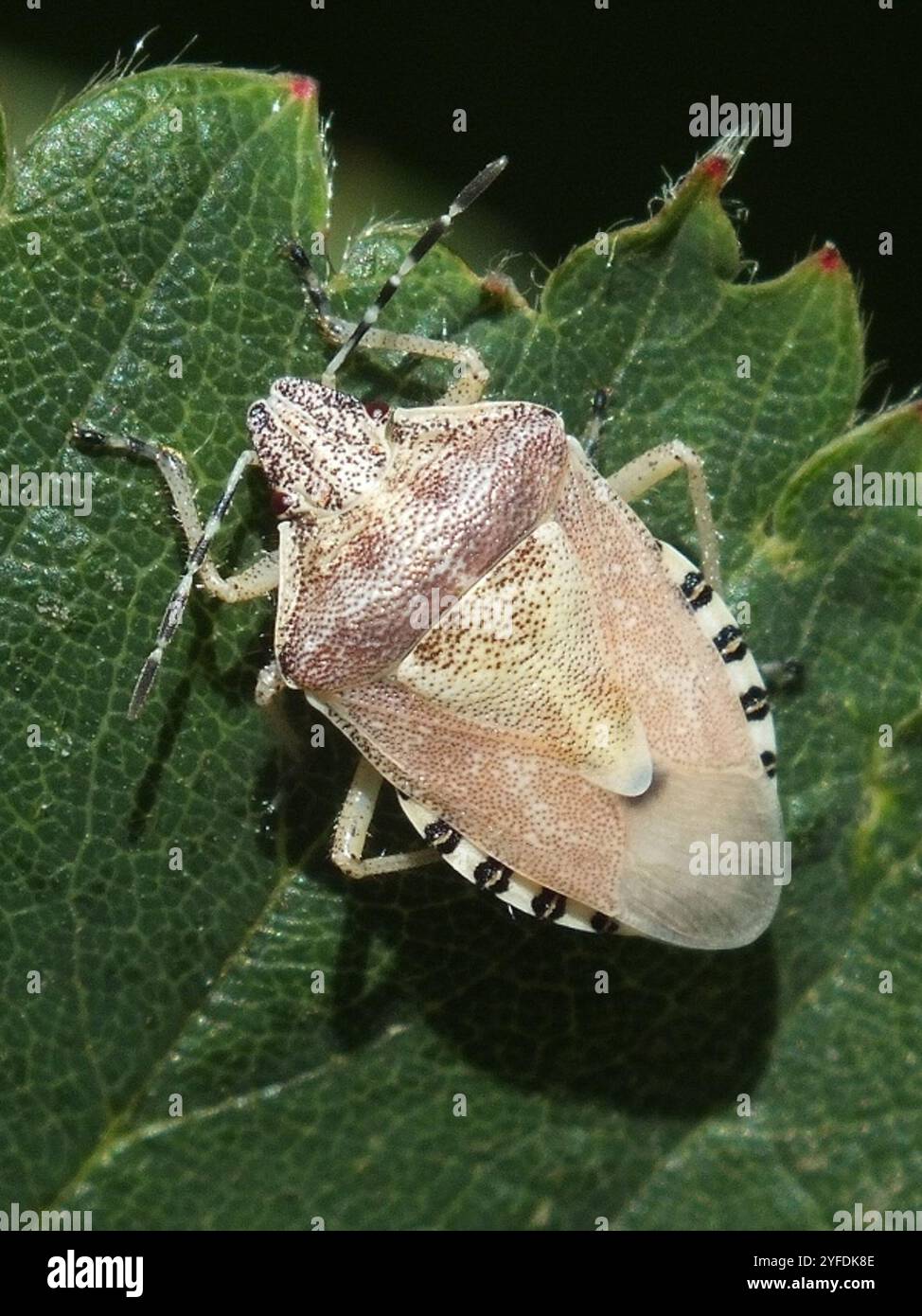 Sloe Bug (Dolycoris baccarum Stock Photo - Alamy