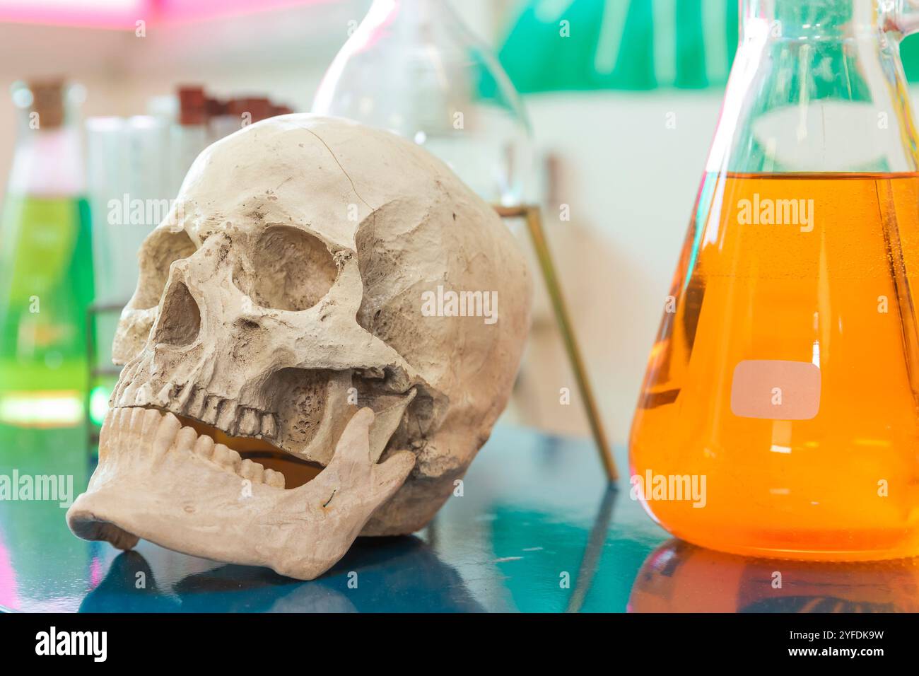 A close-up shot of a human skull model on a laboratory table ...