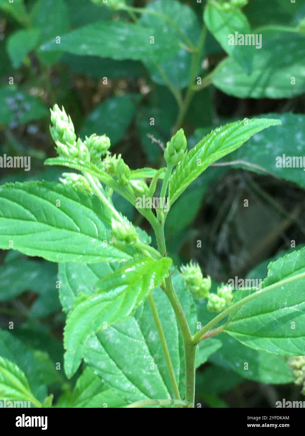 New Jersey tea (Ceanothus americanus Stock Photo - Alamy