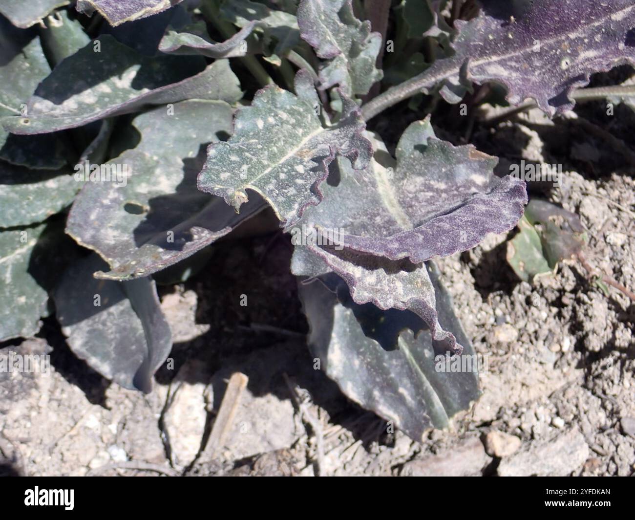 rayless ragwort (Senecio aronicoides Stock Photo - Alamy