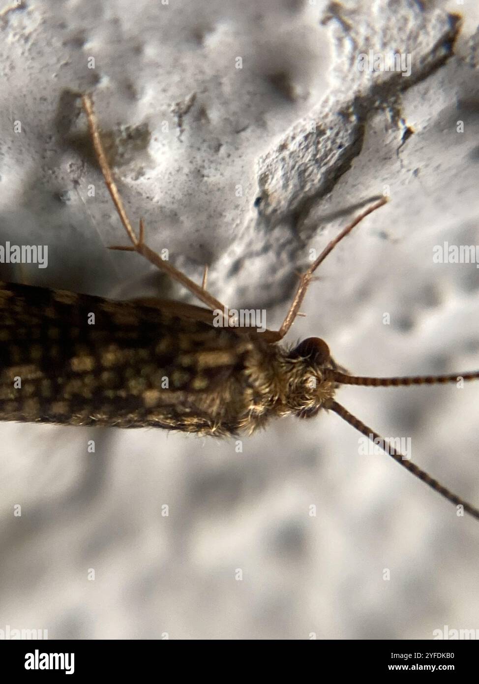 Tube Maker Caddisflies (Polycentropodidae Stock Photo - Alamy