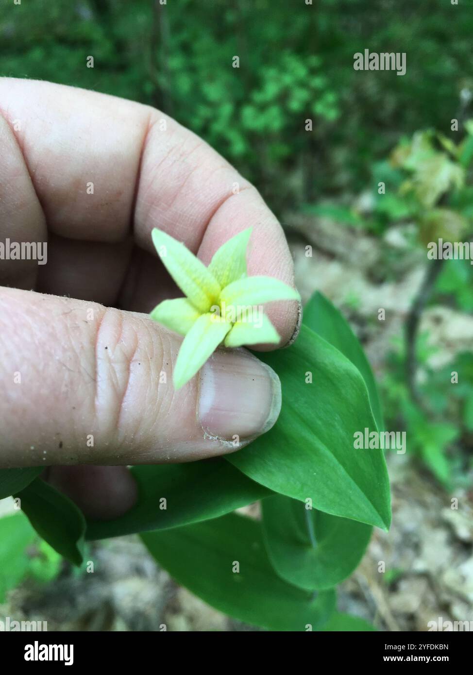 perfoliate bellwort (Uvularia perfoliata Stock Photo - Alamy