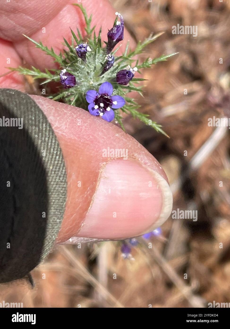 downy pincushionplant (Navarretia pubescens Stock Photo - Alamy