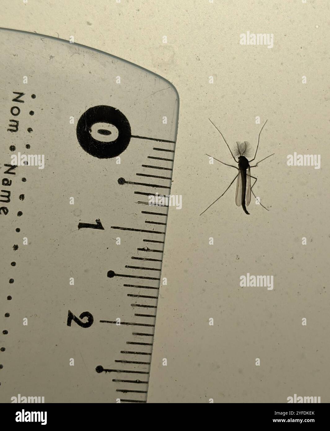 Non-biting Midges (Chironomidae Stock Photo - Alamy