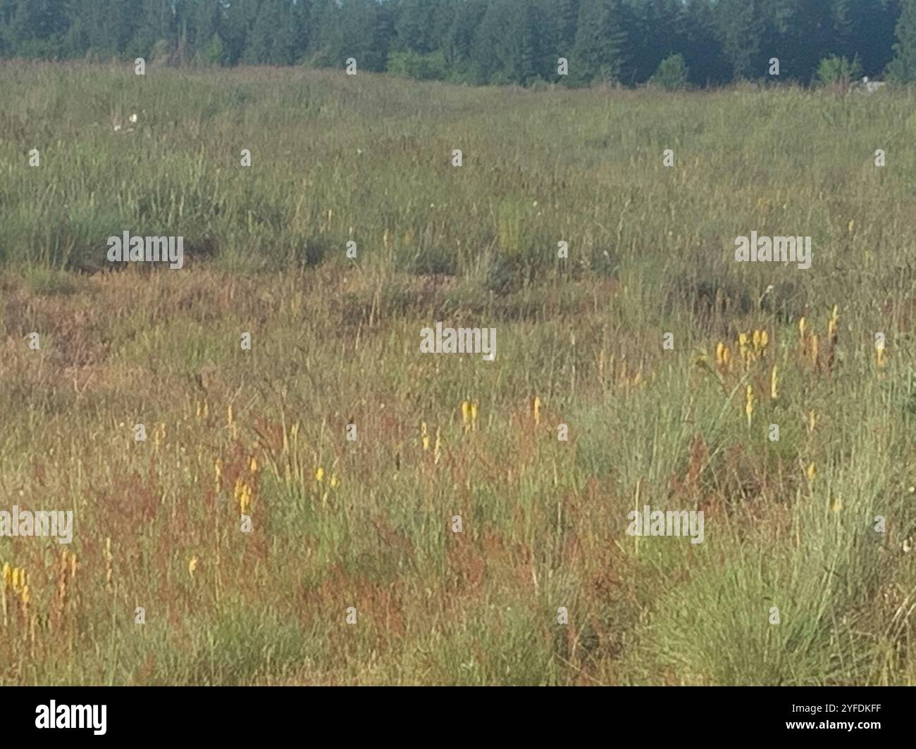 golden Indian paintbrush (Castilleja levisecta Stock Photo - Alamy