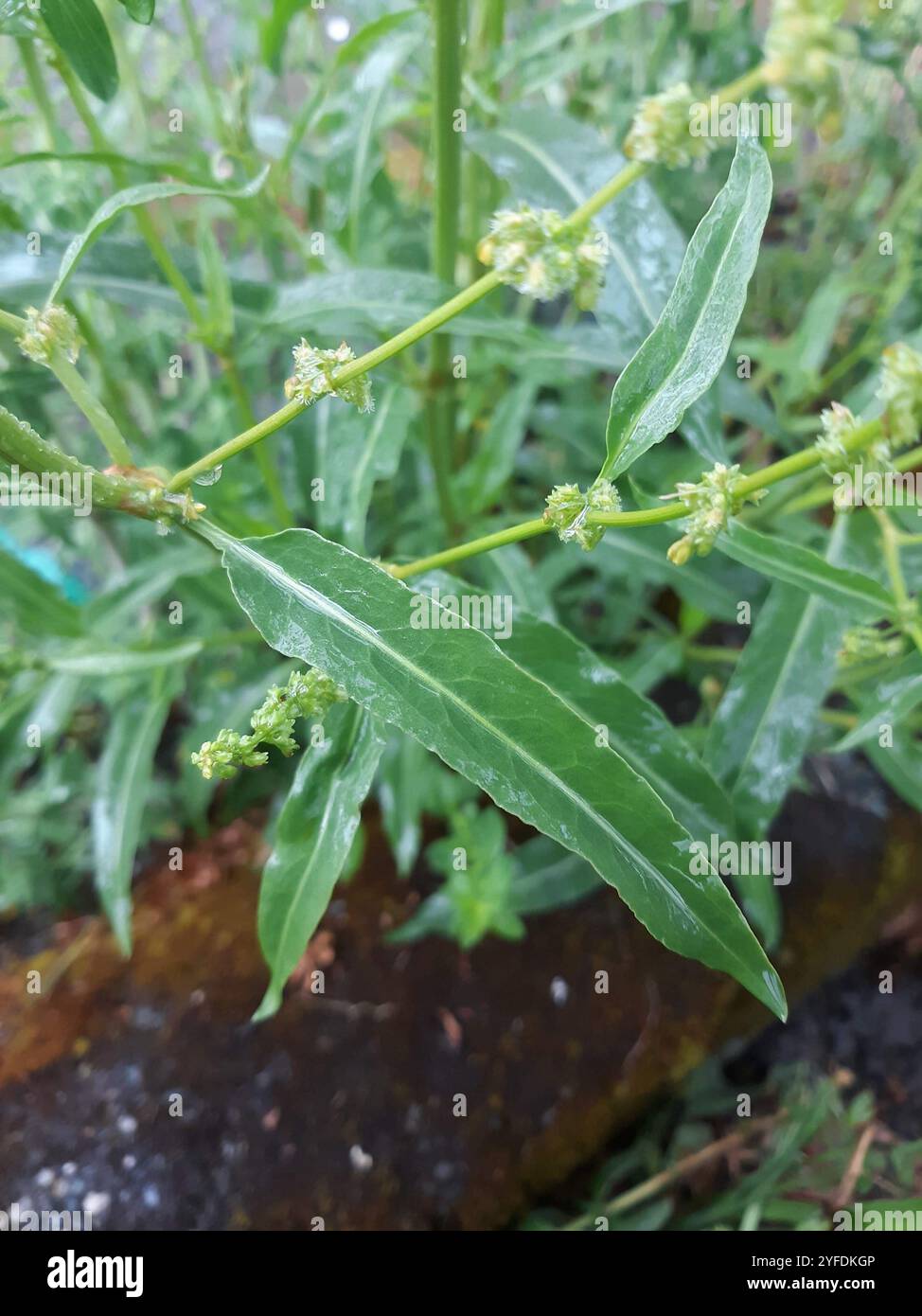 Clustered Dock (Rumex conglomeratus Stock Photo - Alamy