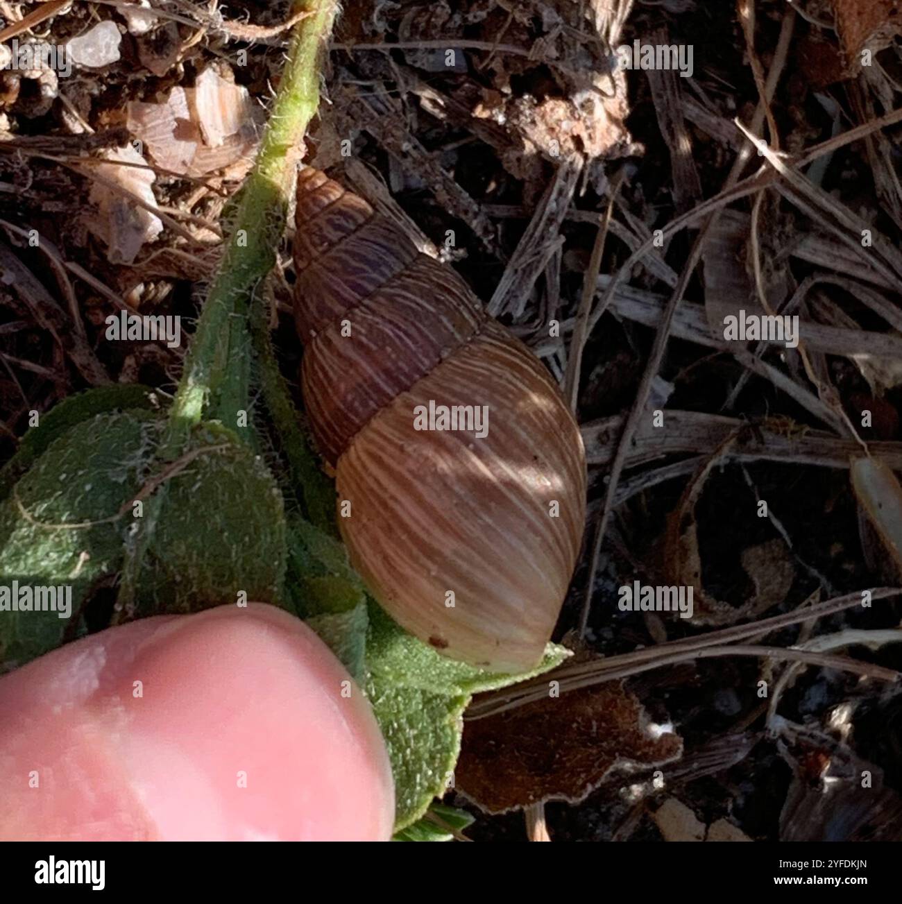 Ghost Bulimulus (Bulimulus bonariensis Stock Photo - Alamy