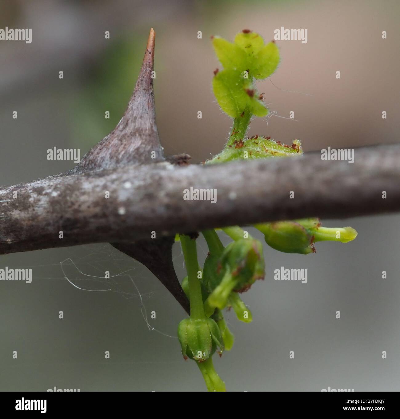 common prickly ash (Zanthoxylum americanum Stock Photo - Alamy